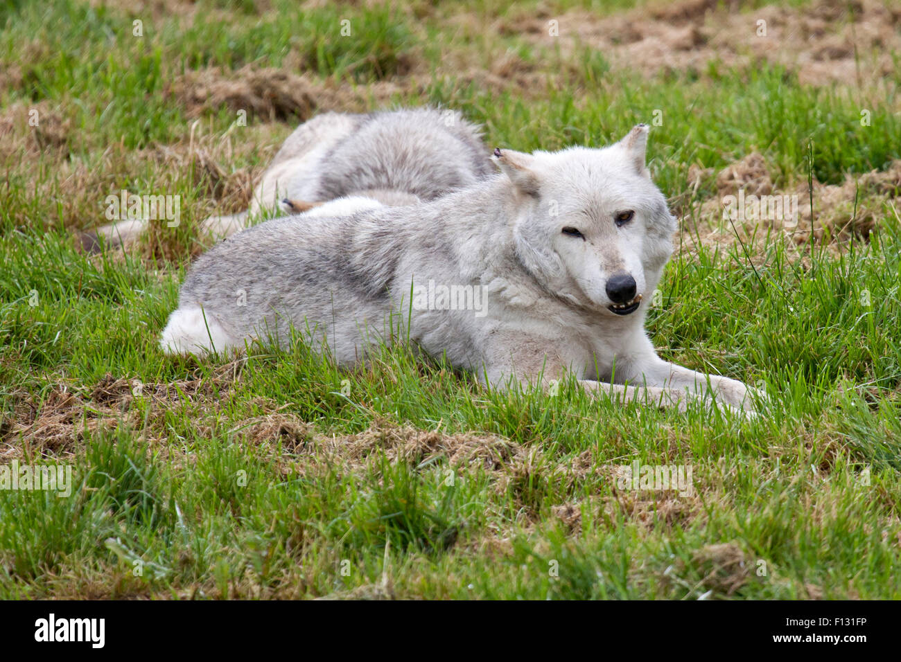 A pair of Eurasian Grey Wolves resting in a clearing Stock Photo - Alamy