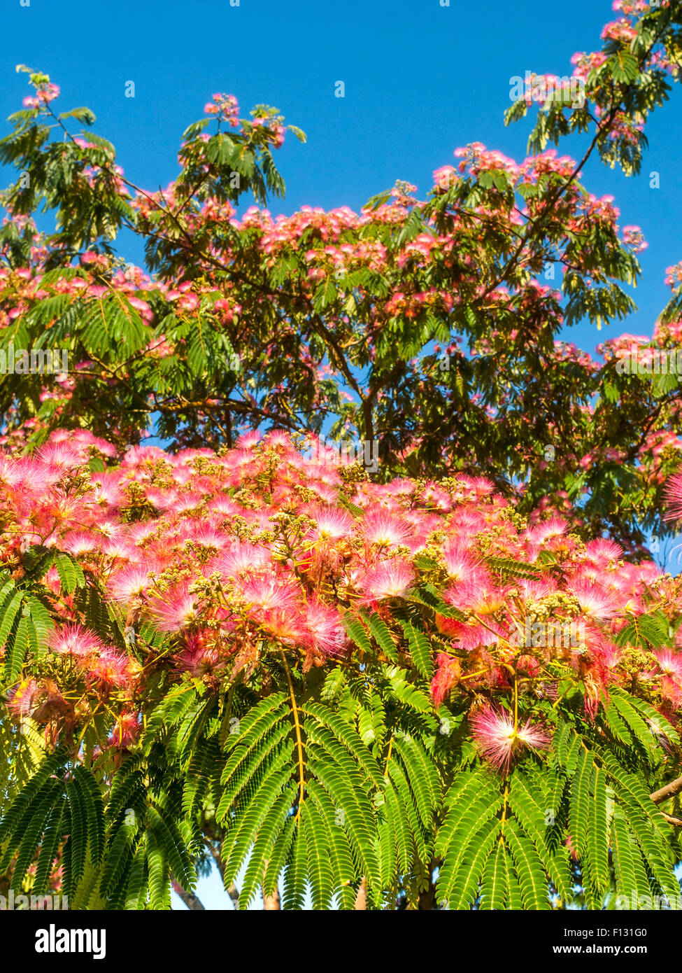 Ornamental Silk Tree tree in full flower - France Stock Photo - Alamy