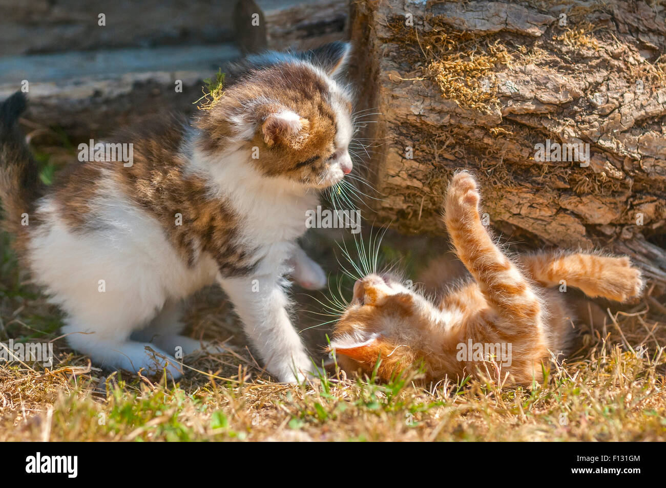 Ginger Cat Kittens Stock Photos & Ginger Cat Kittens Stock Images - Alamy