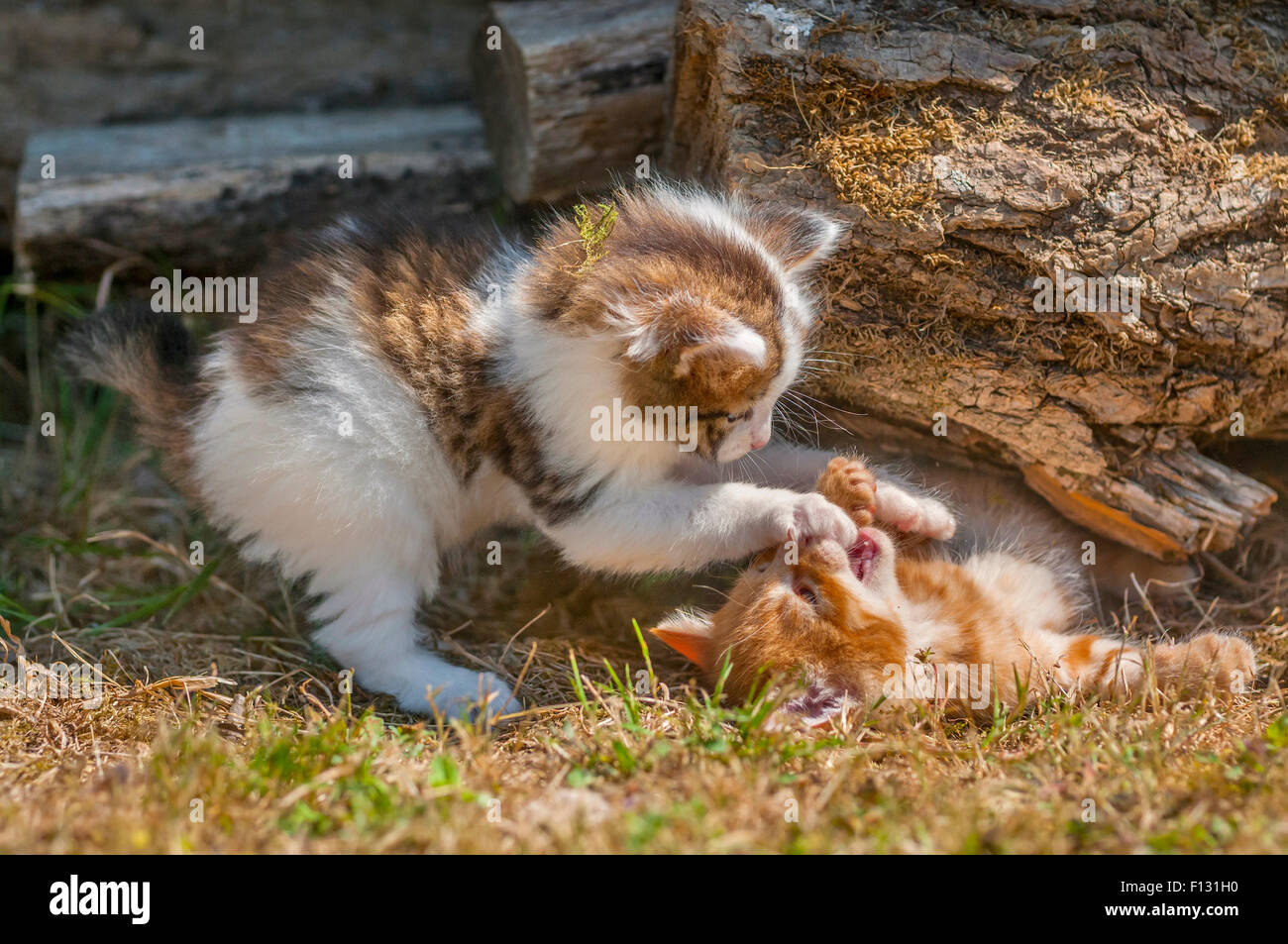 Tabby and ginger tom kittens playing - France Stock Photo - Alamy