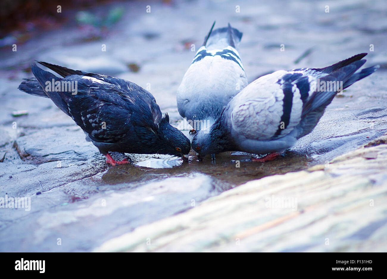 pigeon standing on a water fountain. pigeons drinking water Stock Photo ...