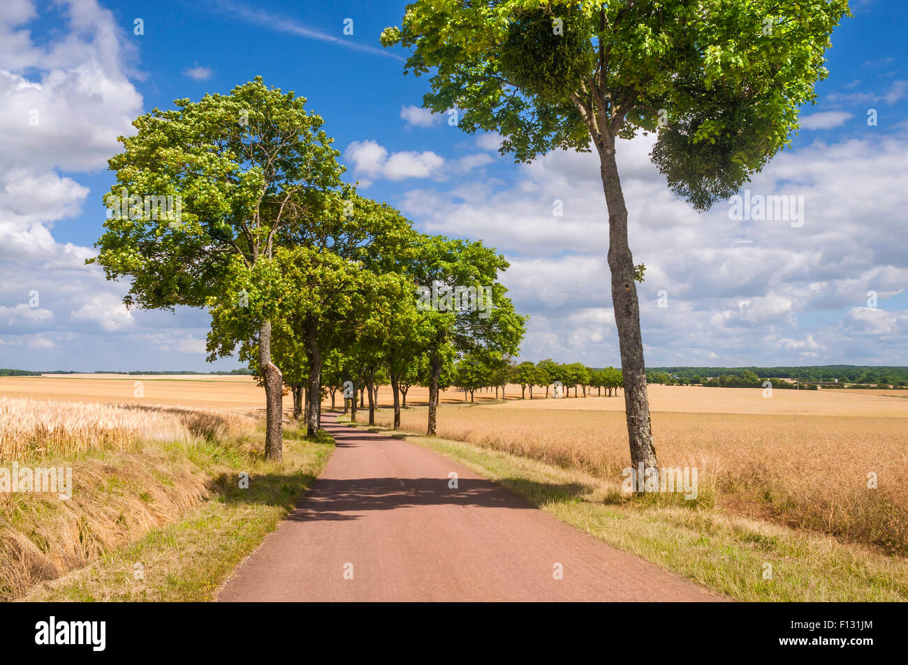 French tree lined country road - France Stock Photo - Alamy