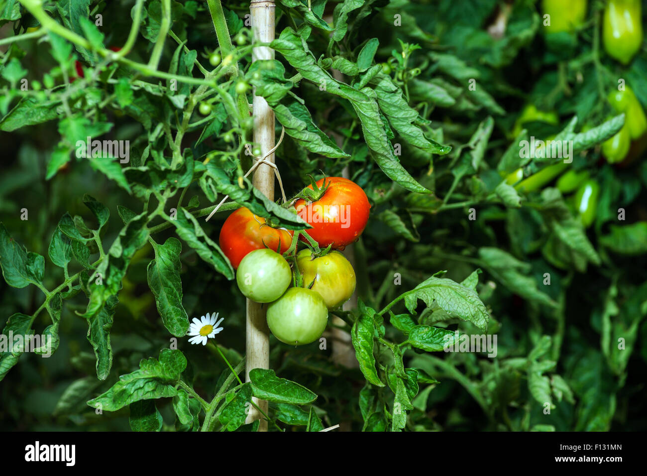 Beautiful tomatoes in the summer garden, natural concept Stock Photo ...