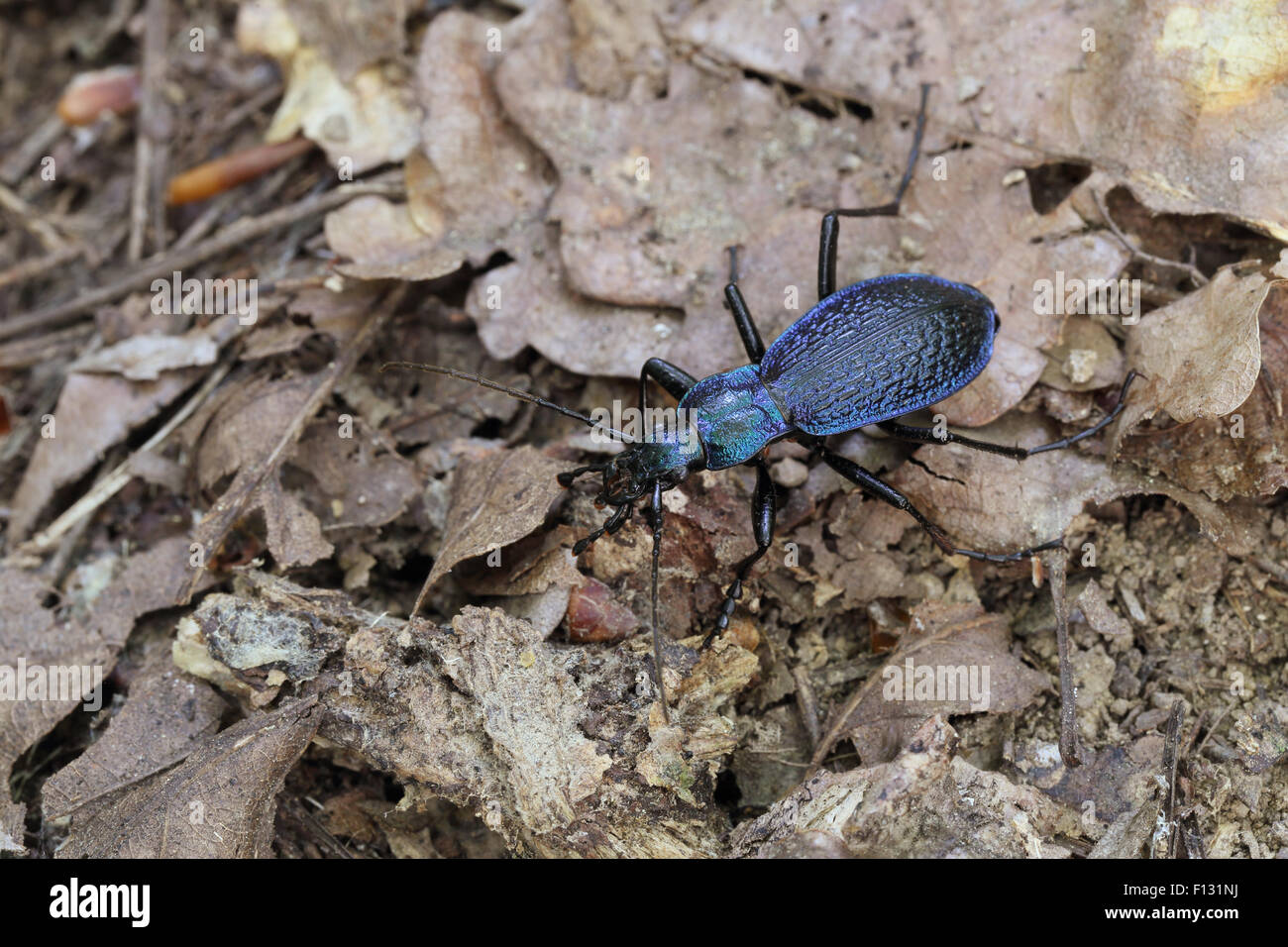 Blue Ground Beetle (Carabus intricatus Stock Photo - Alamy