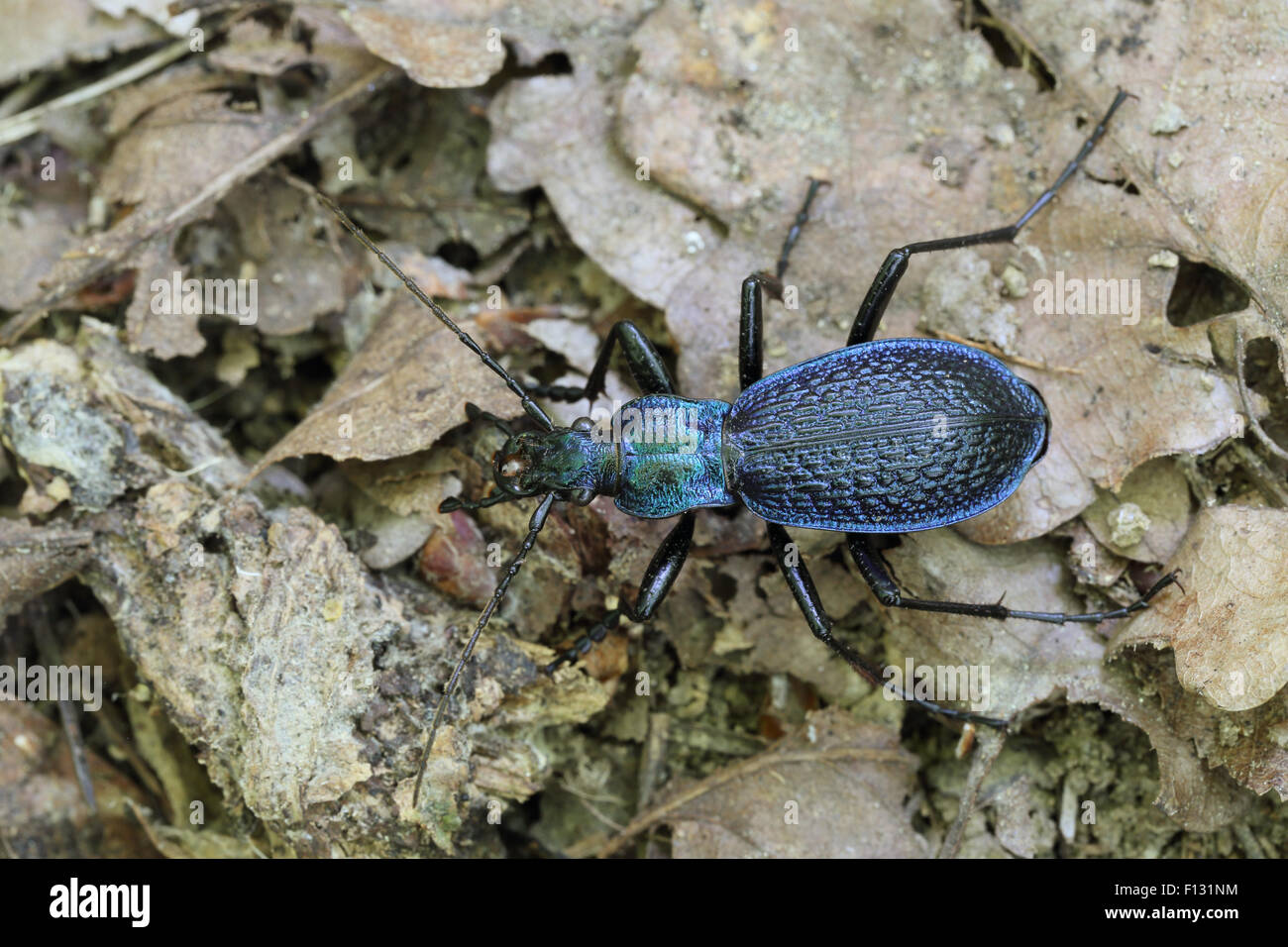 Blue Ground Beetle (Carabus intricatus Stock Photo - Alamy