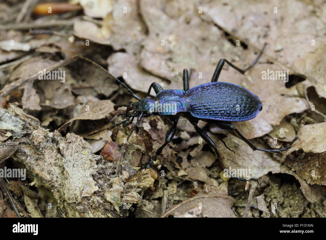 Blue Ground Beetle (Carabus intricatus Stock Photo - Alamy