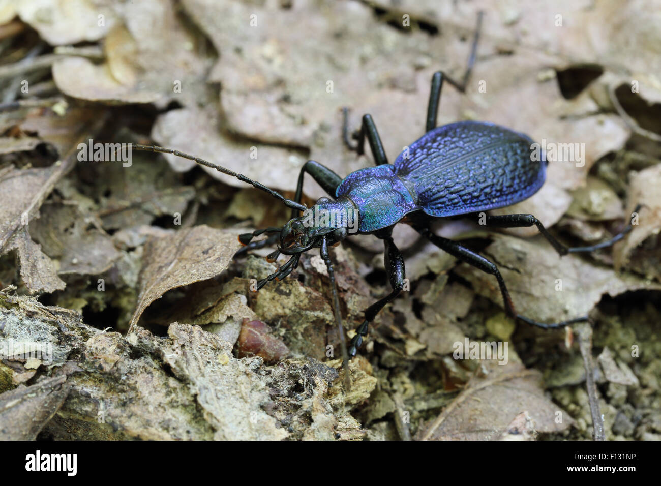 Blue ground beetle hi-res stock photography and images - Alamy