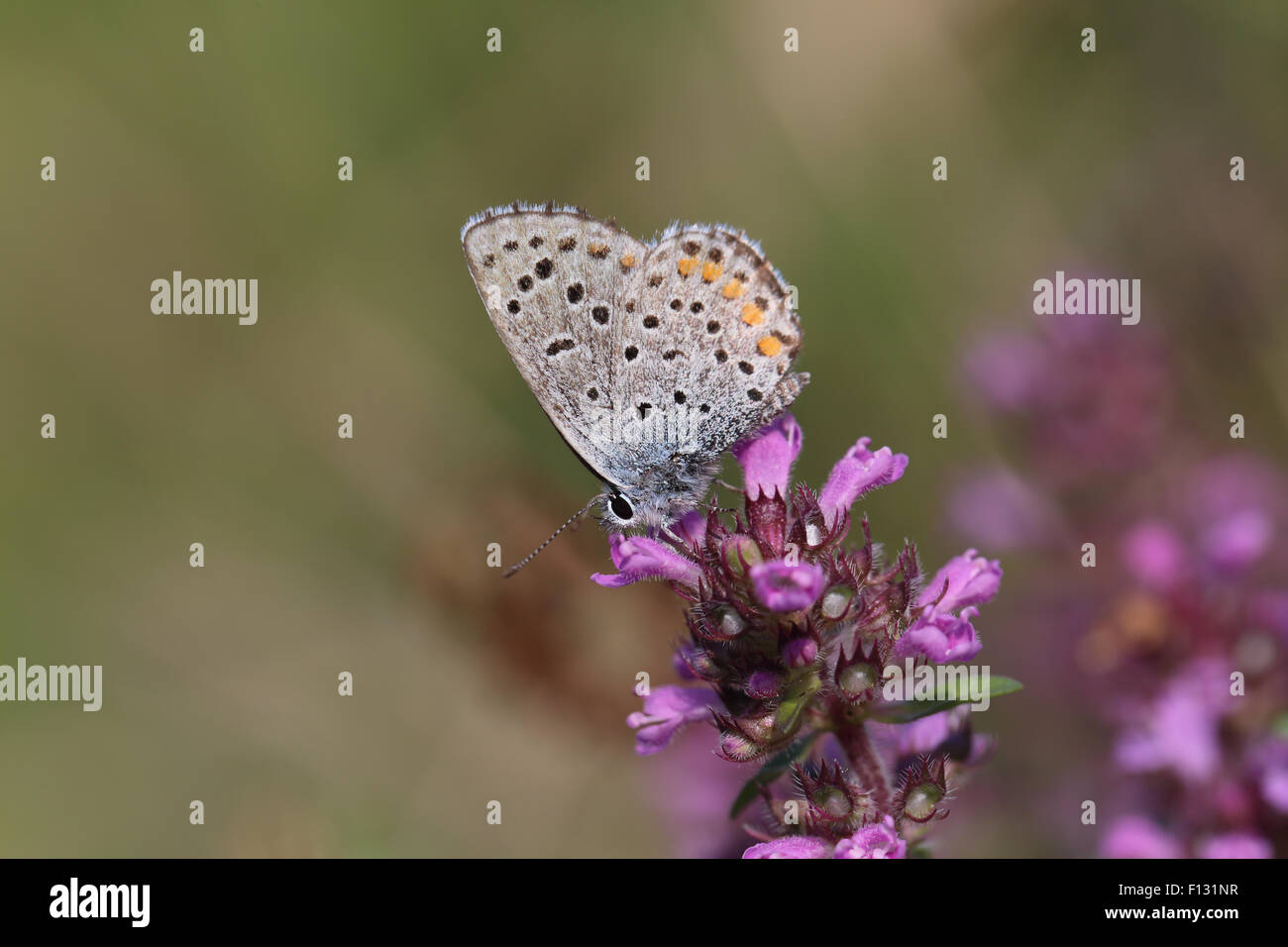Baton Blue Butterfly High Resolution Stock Photography and Images - Alamy