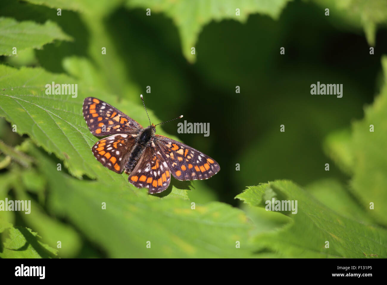 Scarce Fritillary (Euphydryas maturna Stock Photo - Alamy