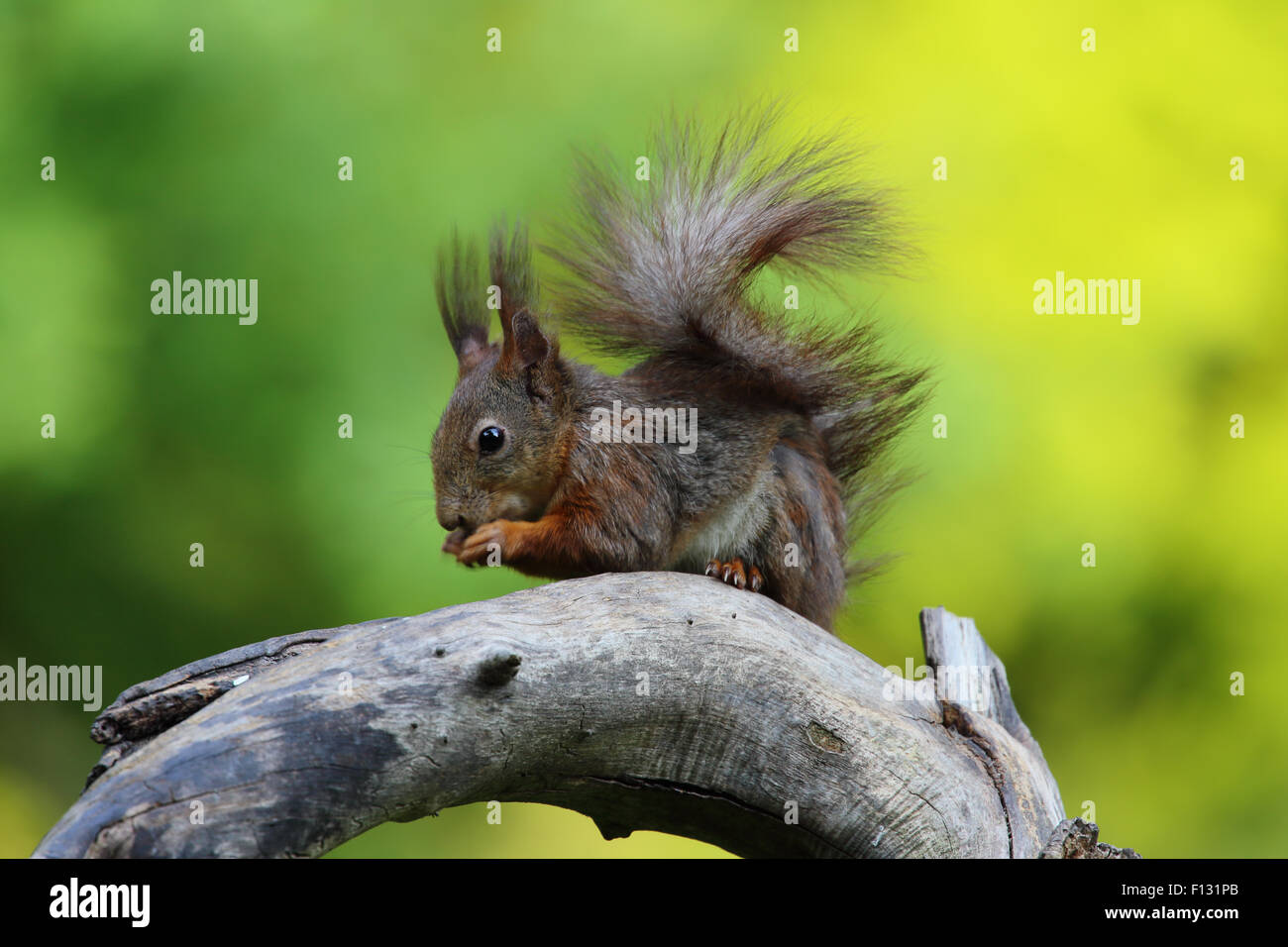 Eurasian Red Squirrel (Sciurus vulgaris Stock Photo - Alamy