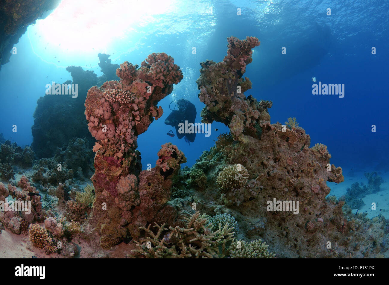 Red Sea, Egypt. 15th Oct, 2014. Diver looking at coral reef in Ras ...