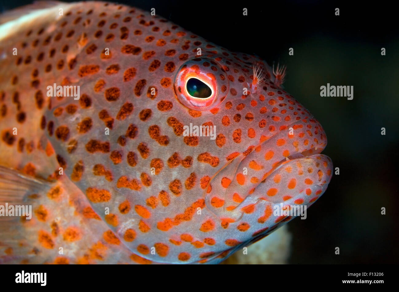 Yellow hawkfish hi-res stock photography and images - Alamy