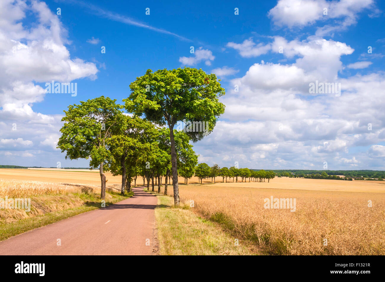 French tree hi-res stock photography and images - Alamy
