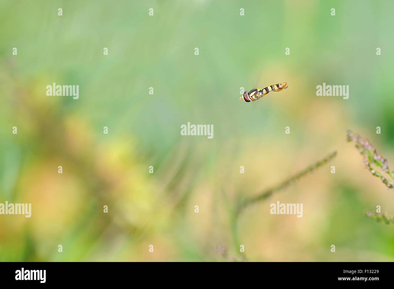 Tropical flying insect hi-res stock photography and images - Alamy