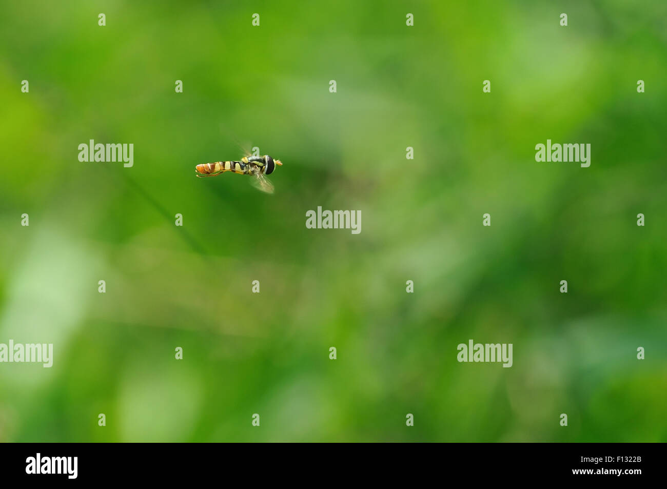 Orange flying insect hi-res stock photography and images - Alamy