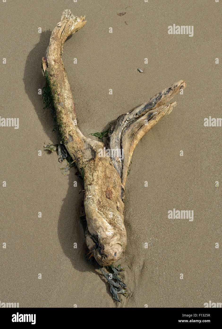 Driftwood on Sandy Beach; Woody Bay, North Devon Coast Stock Photo - Alamy