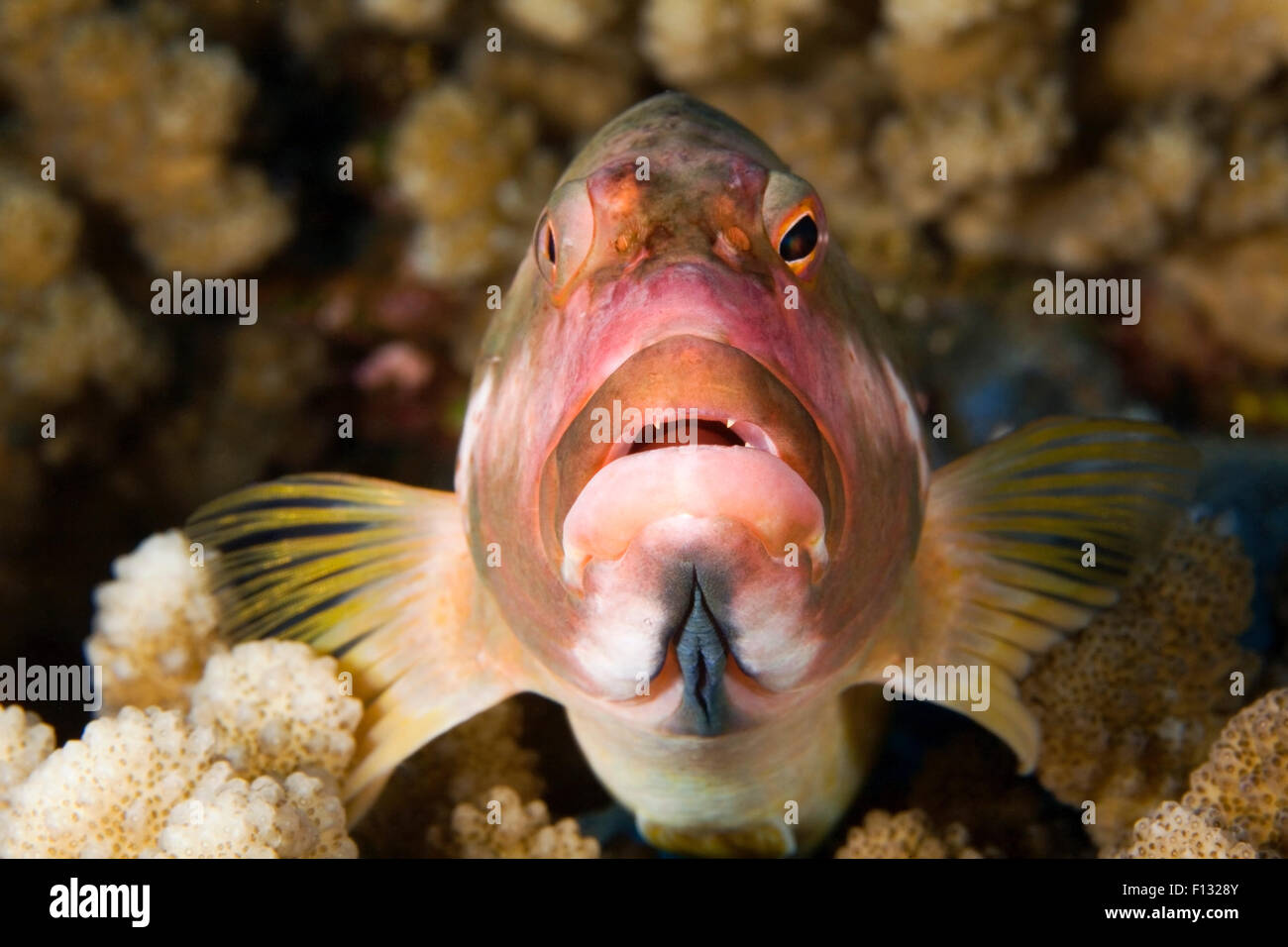 Yellow hawkfish hi-res stock photography and images - Alamy