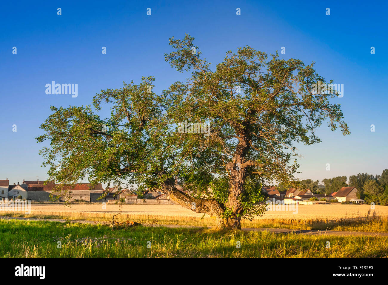 Mulberry tree hi-res stock photography and images - Alamy