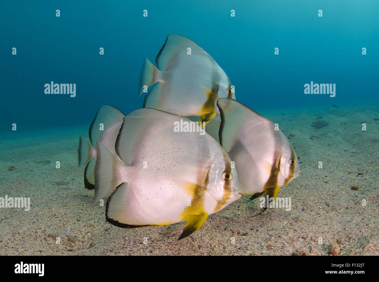 Batfish Orbiculate Adult