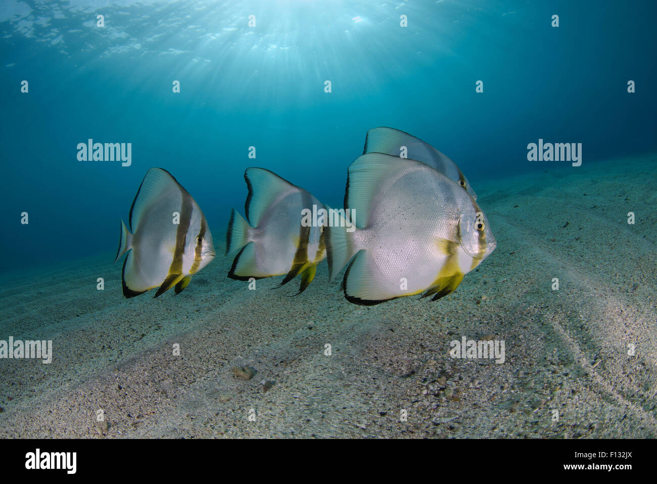 Batfish Orbiculate Adult