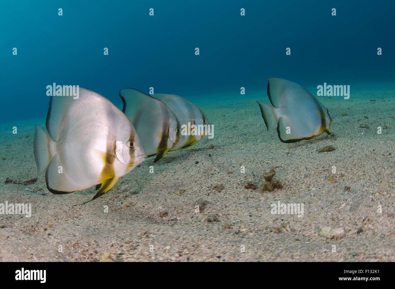 Red faced orbic batfish hi-res stock photography and images - Alamy