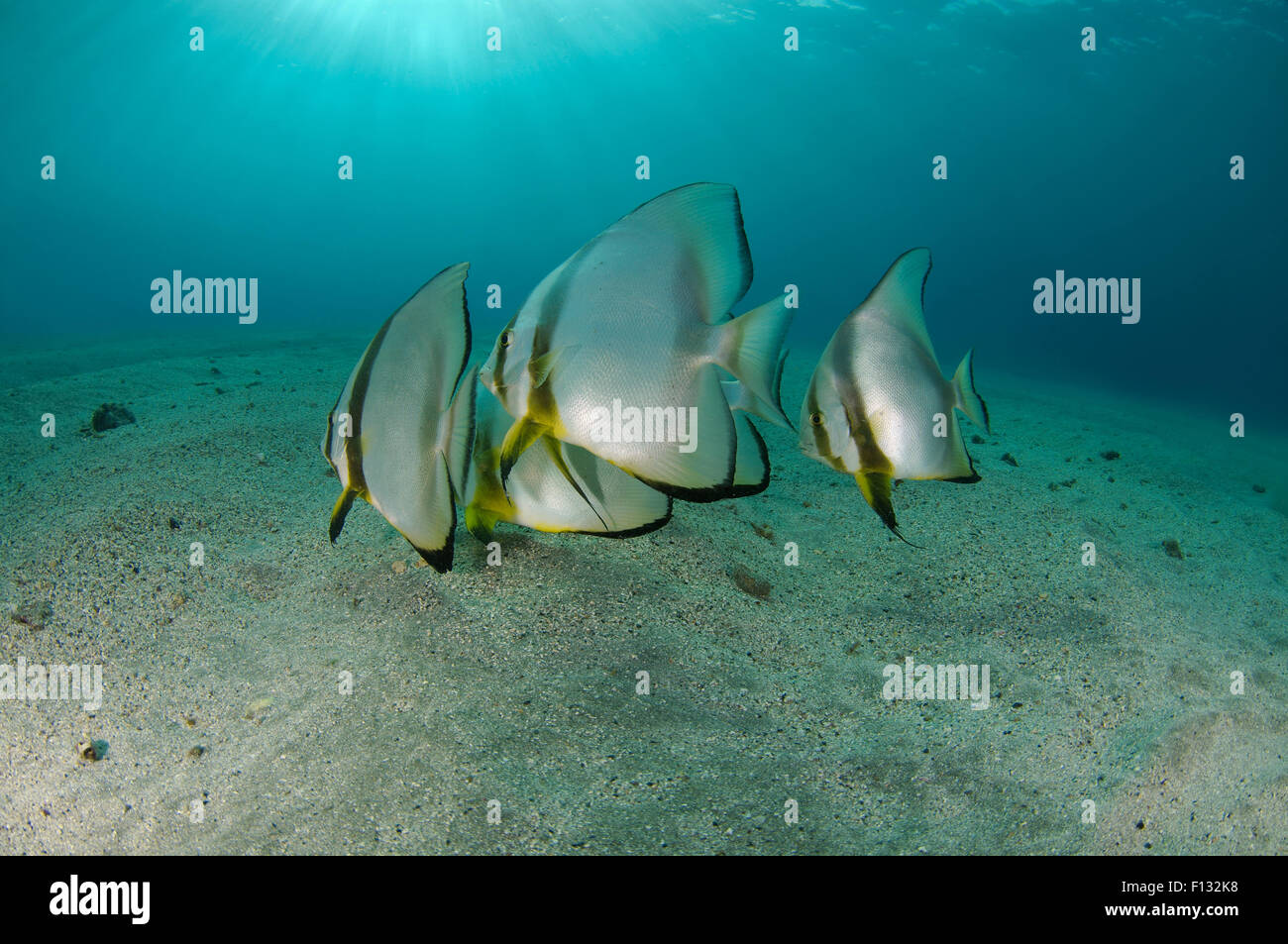 Red faced orbic batfish hi-res stock photography and images - Alamy