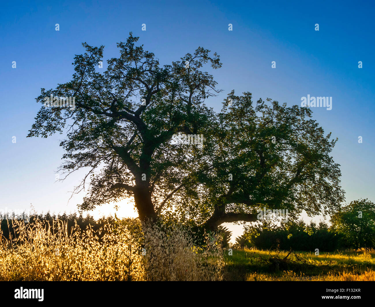 Ancient protected White Mulberry tree - Chassignelles, Yonne, France ...