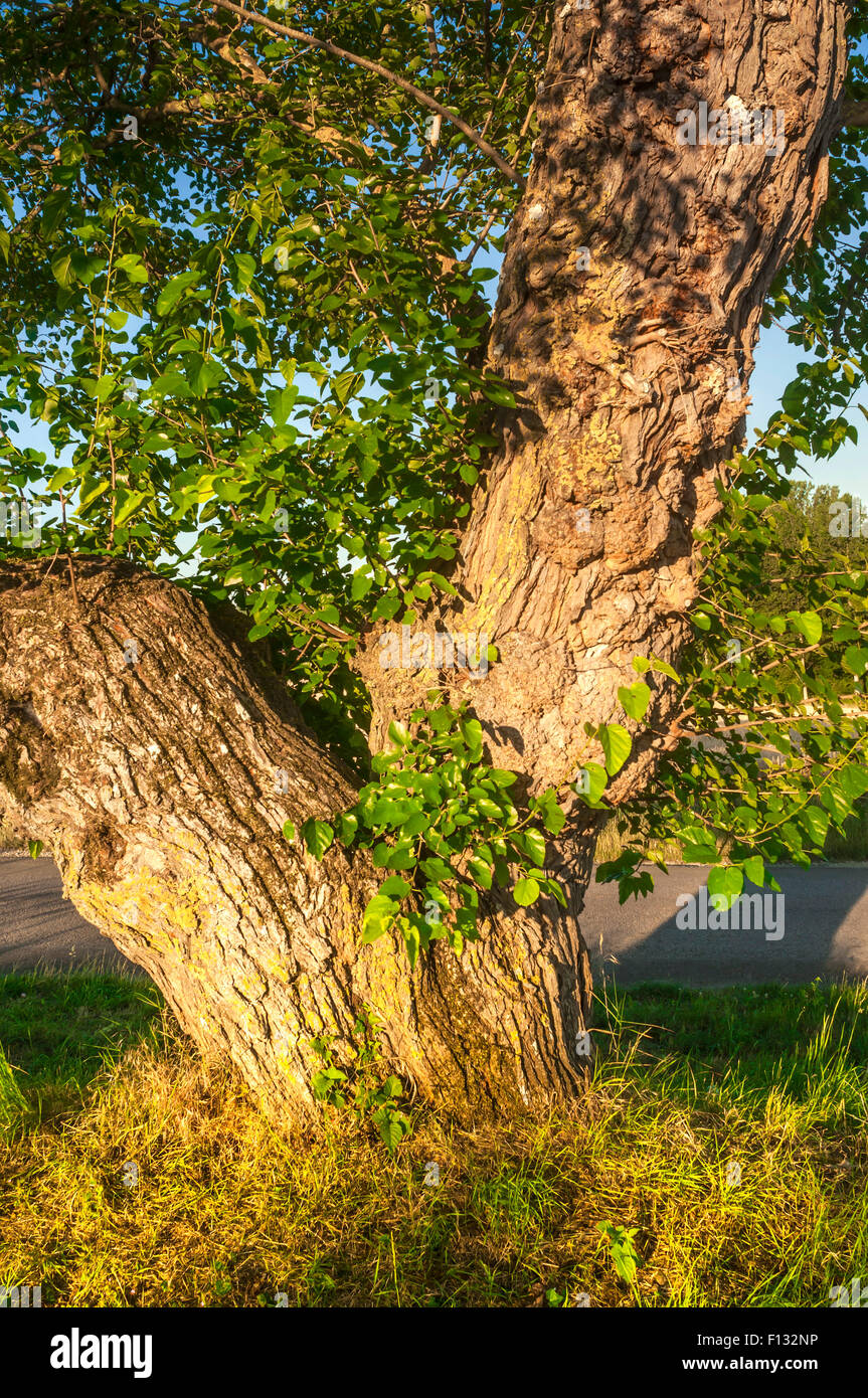 Ancient protected White Mulberry tree - Chassignelles, Yonne, France ...