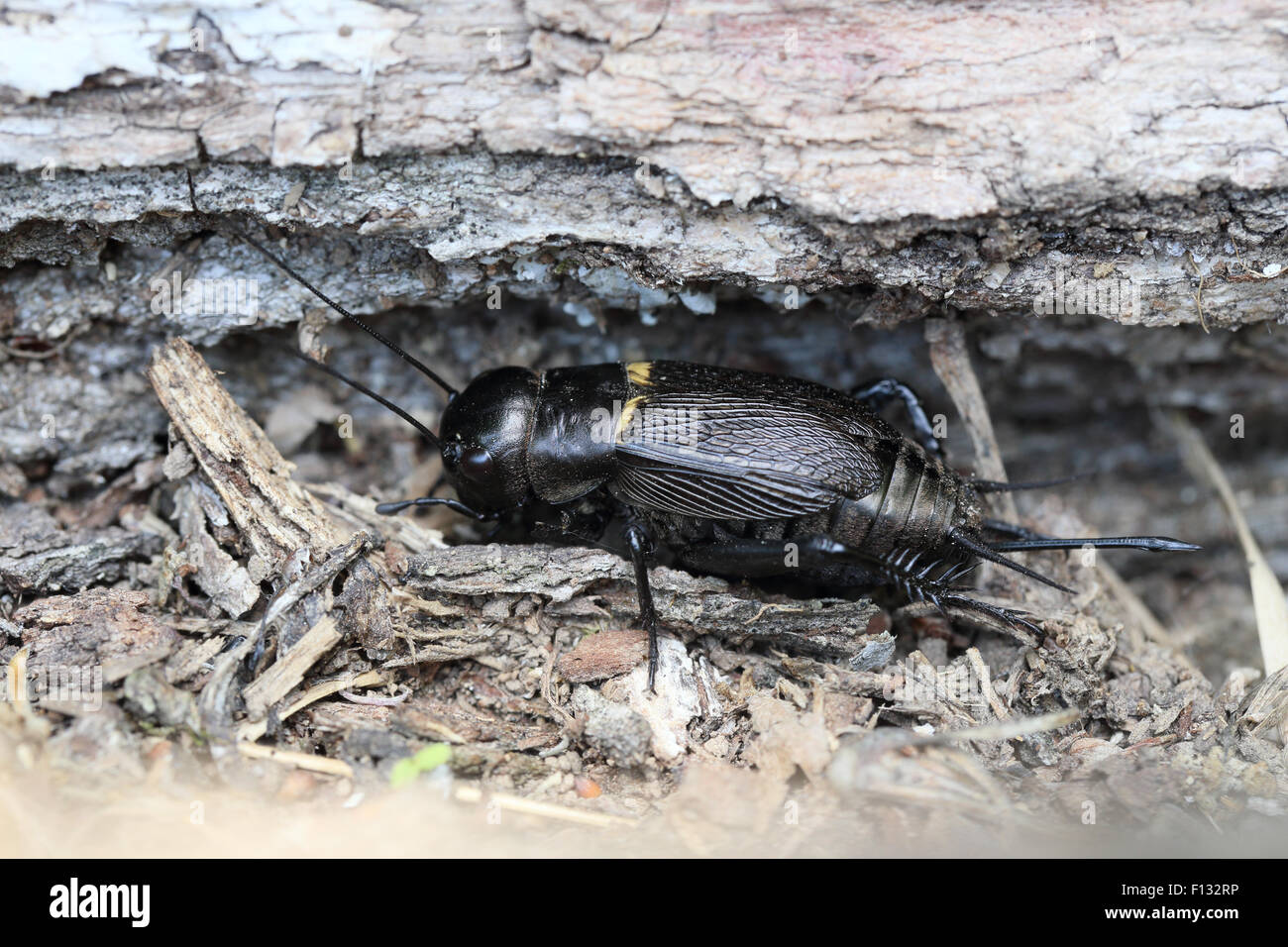 Field Cricket (Gryllus Campestris) photographed in Bükk NP, Hungary ...