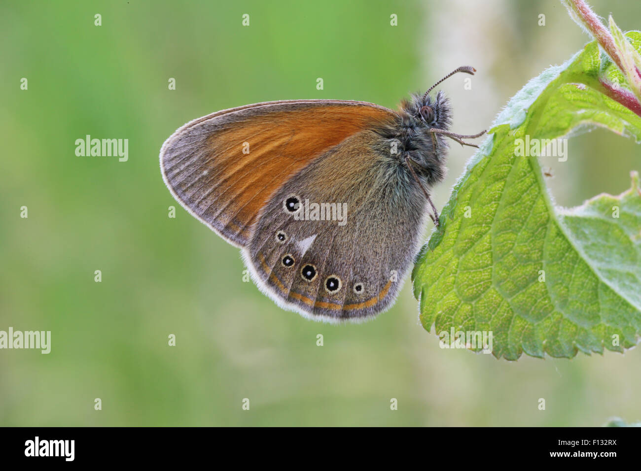 Chestnut Heath (Coenonympha glycerion Stock Photo - Alamy