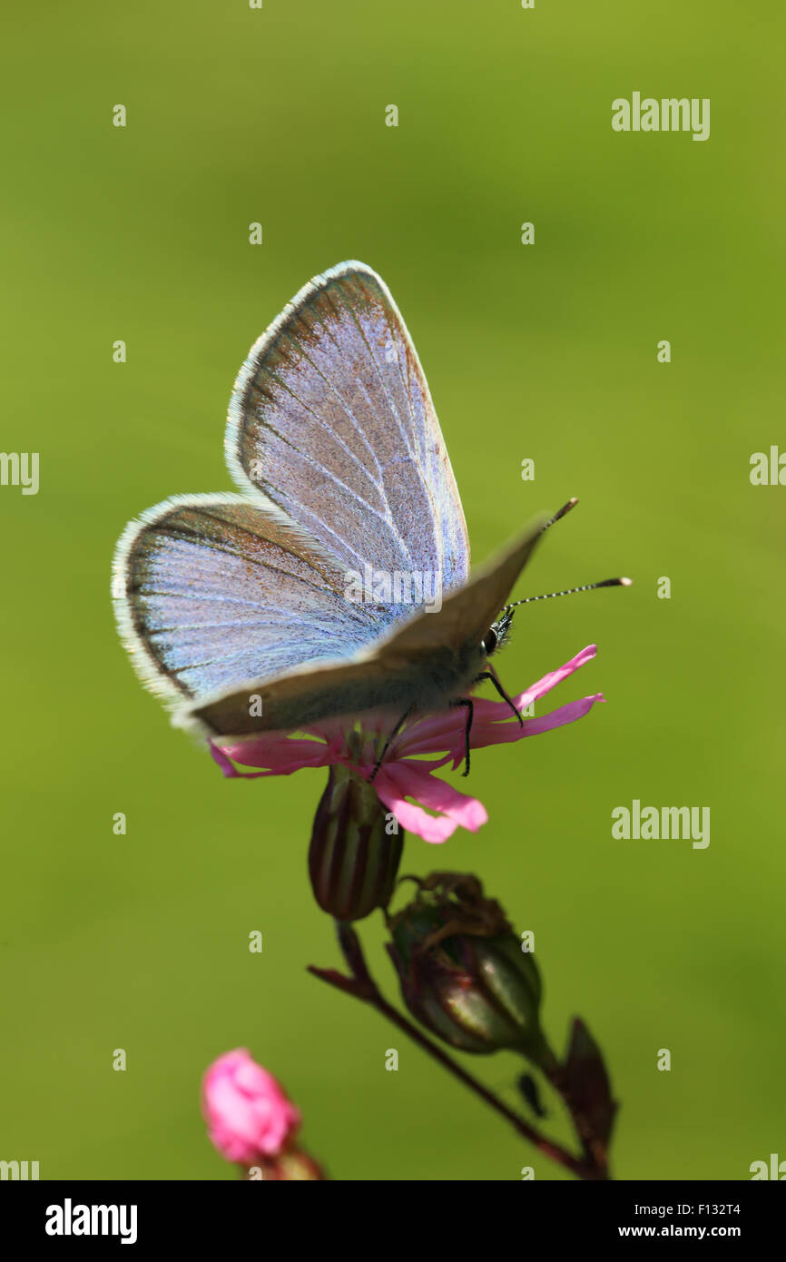 Alexis green hi-res stock photography and images - Alamy