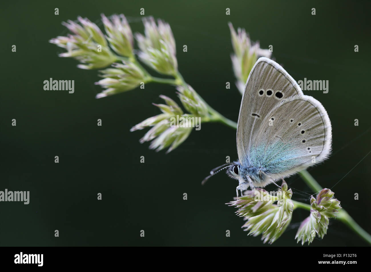 Green-Underside Blue (Glaucopsyche alexis Stock Photo - Alamy