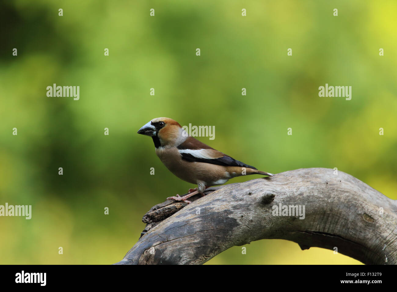 Hawfinch coccothraustes hi-res stock photography and images - Alamy