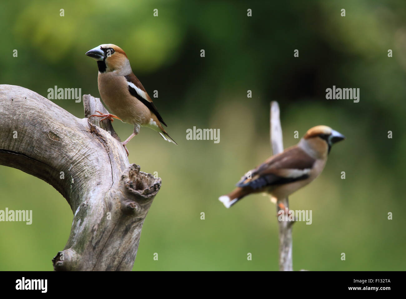 Hawfinch coccothraustes coccothraustes hi-res stock photography and ...