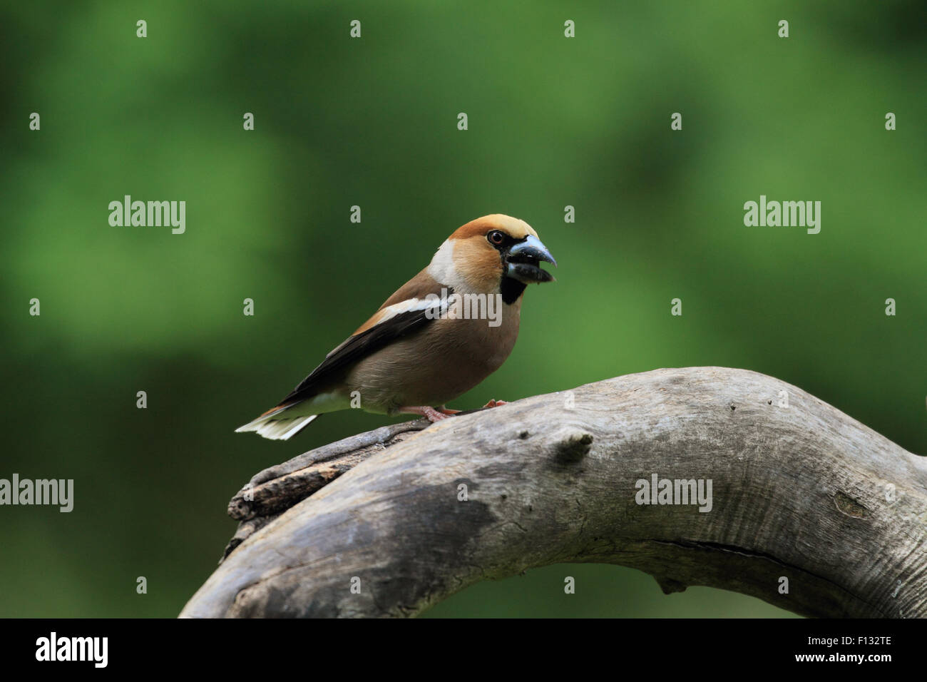 Hawfinch (Coccothraustes coccothraustes Stock Photo - Alamy