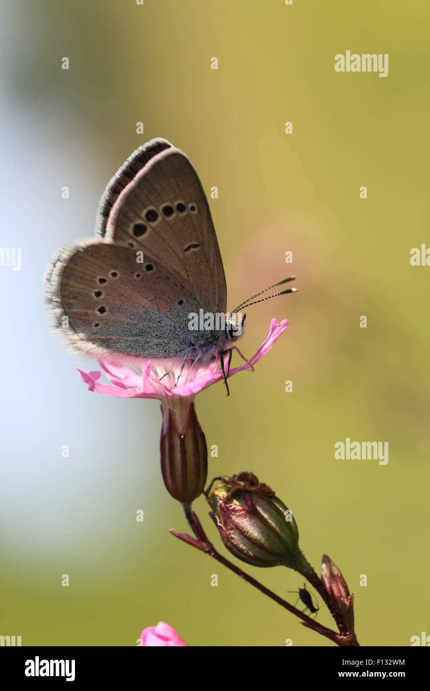 Green-Underside Blue (Glaucopsyche alexis Stock Photo - Alamy