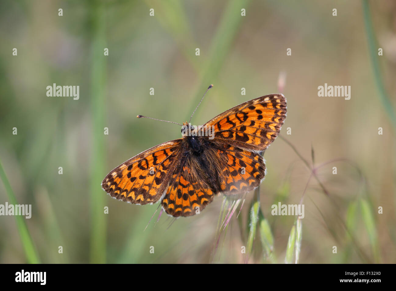 The spotted fritillary hi-res stock photography and images - Alamy