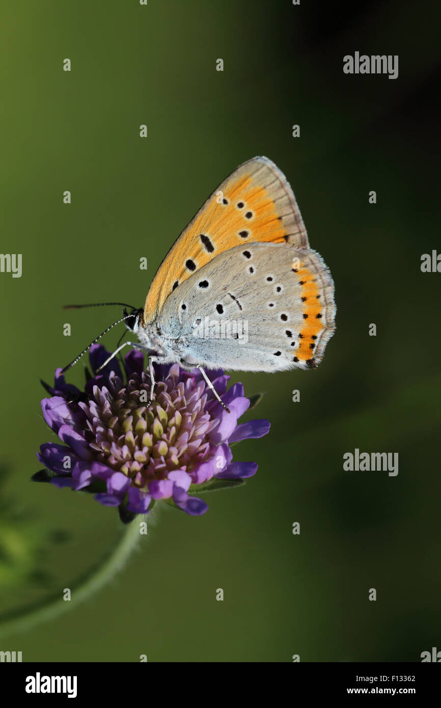 Large Copper (Lycaena dispar Stock Photo - Alamy