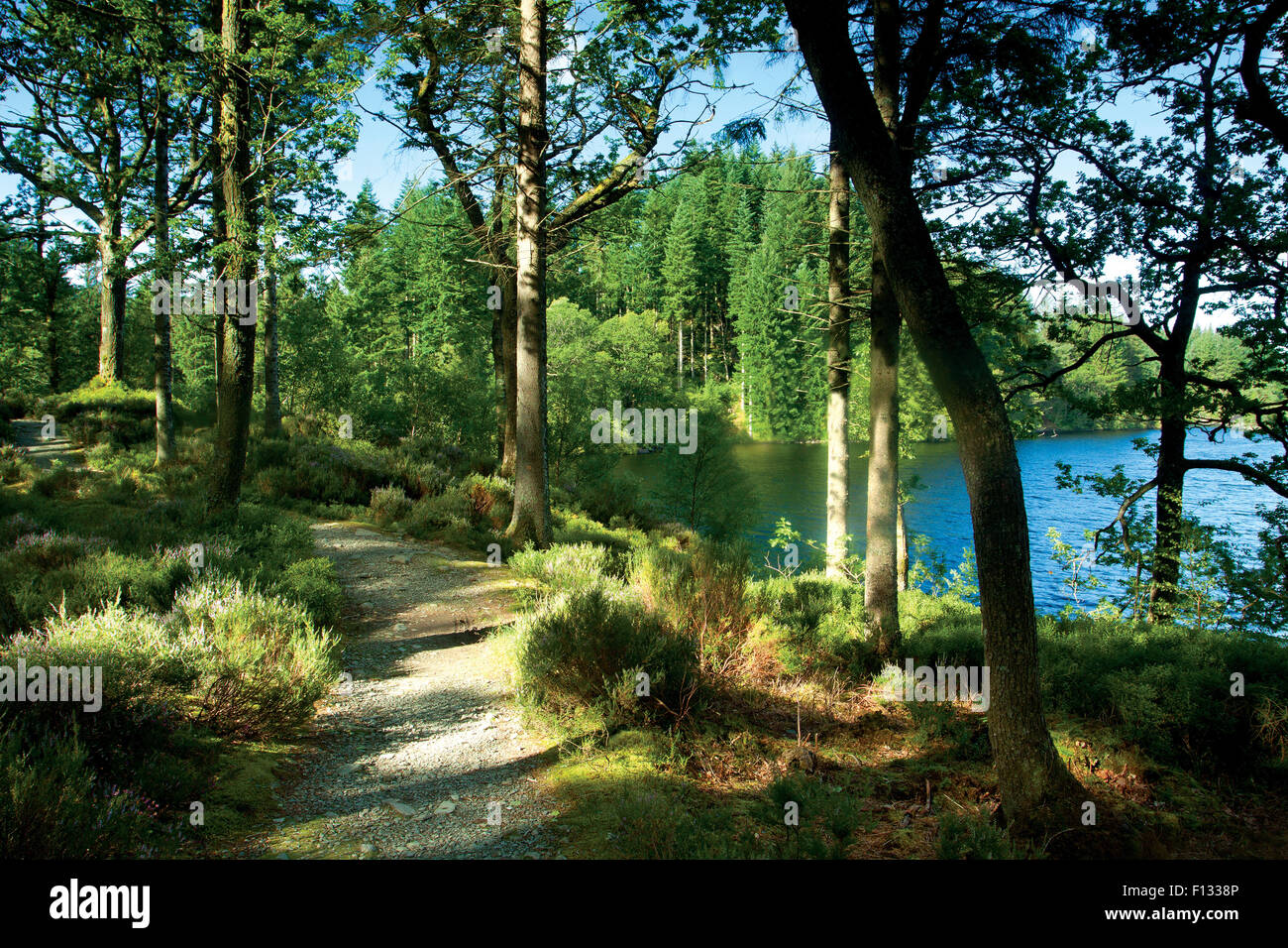 Loch Ard Forest beside Loch Ard, Loch Lomond and the Trossachs National ...