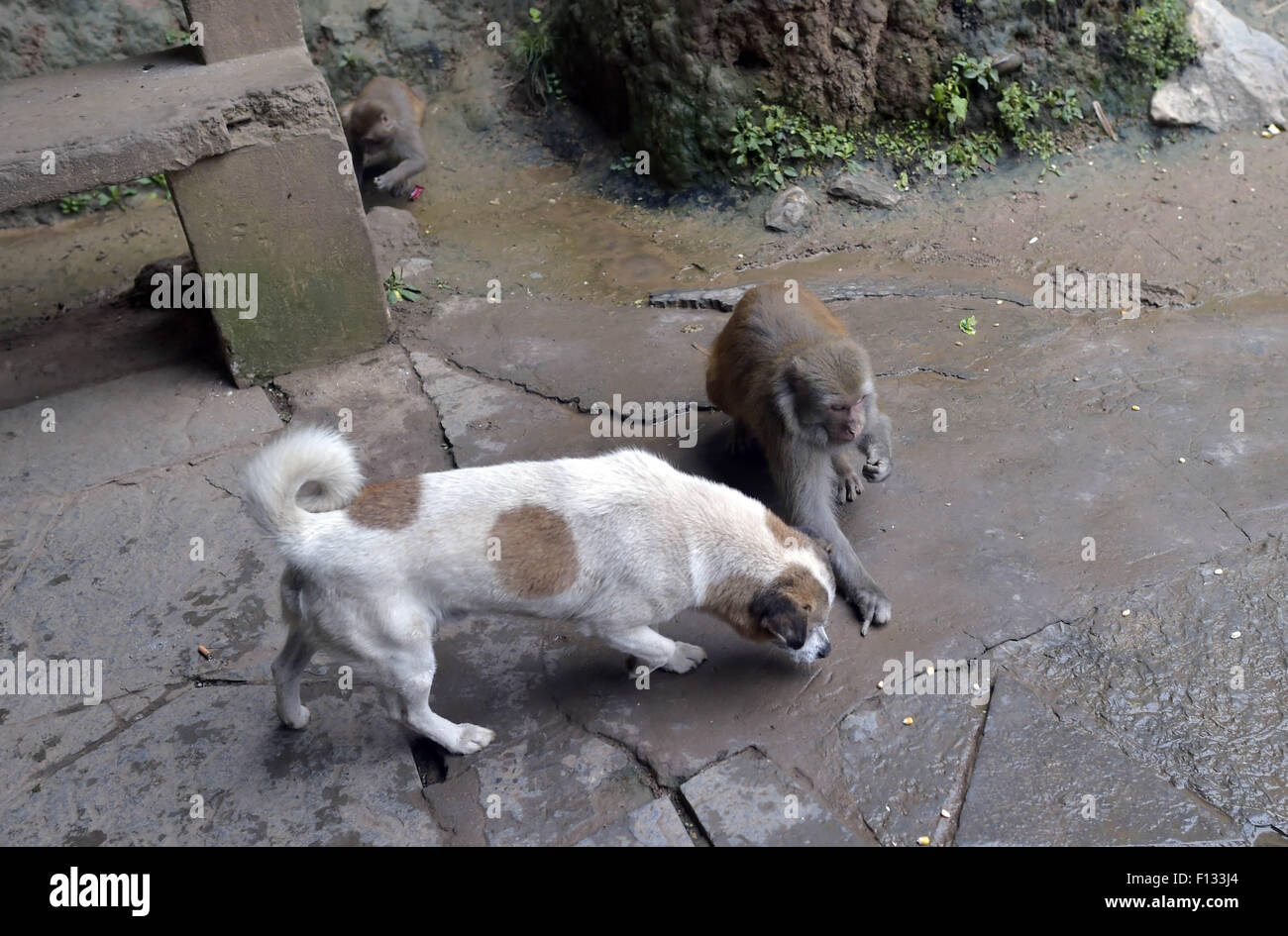 You can't make a monkey out of me hi-res stock photography and images ...