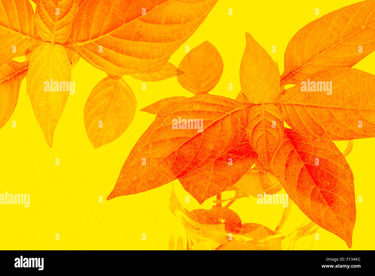 Orange grunge leaf background with copy space Stock Photo - Alamy