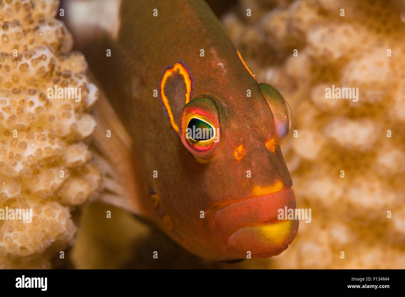 Yellow hawkfish hi-res stock photography and images - Alamy