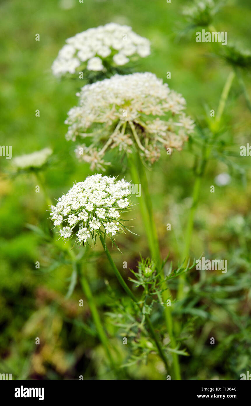 Carrot Flowers in the carrot field Stock Photo - Alamy