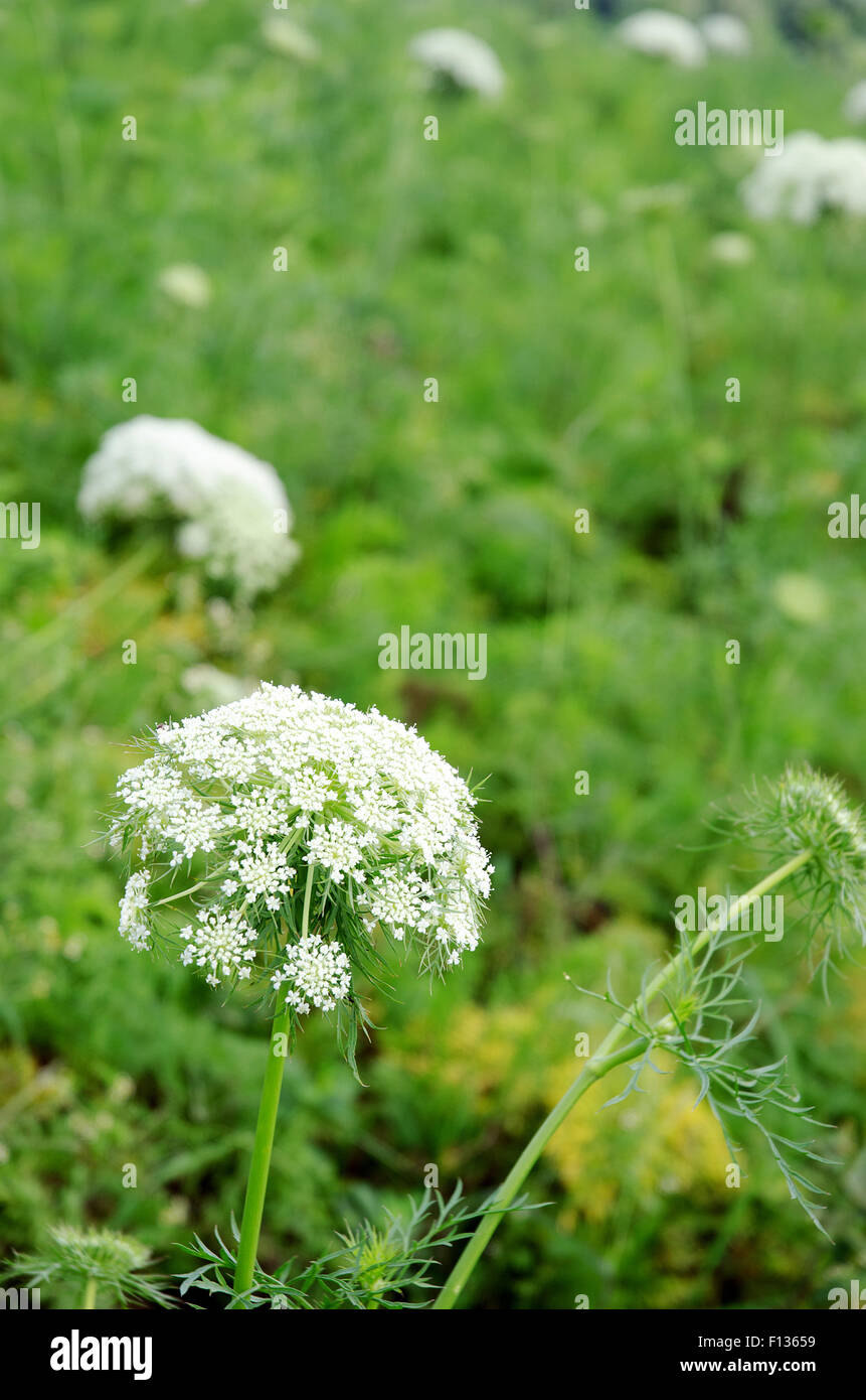 Carrot Flowers in the carrot field Stock Photo - Alamy
