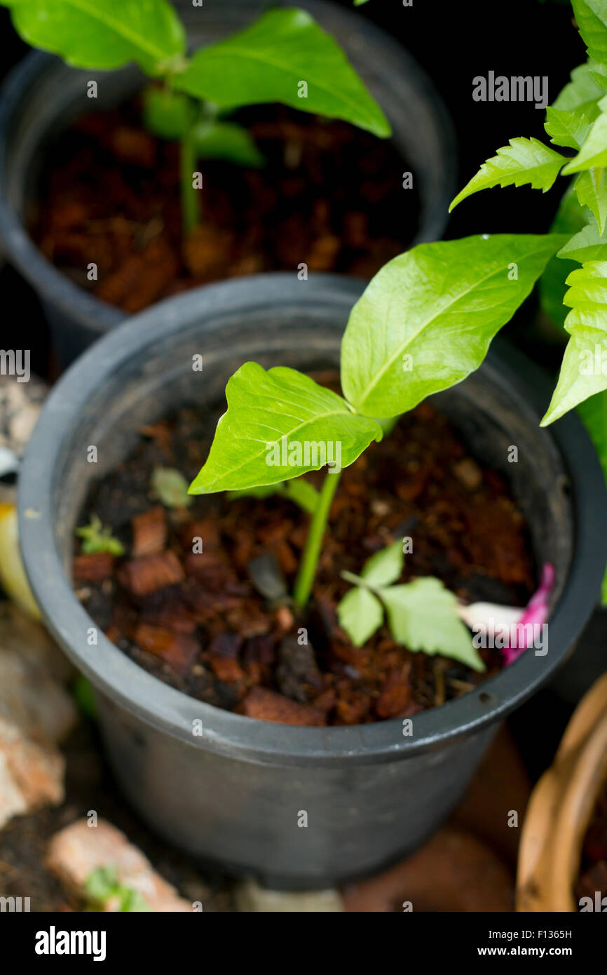 plant in pot Stock Photo - Alamy