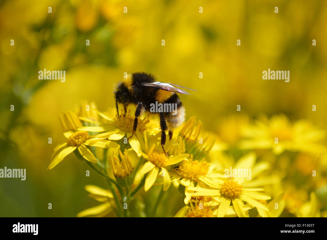 Bee on yellow flower Stock Photo - Alamy
