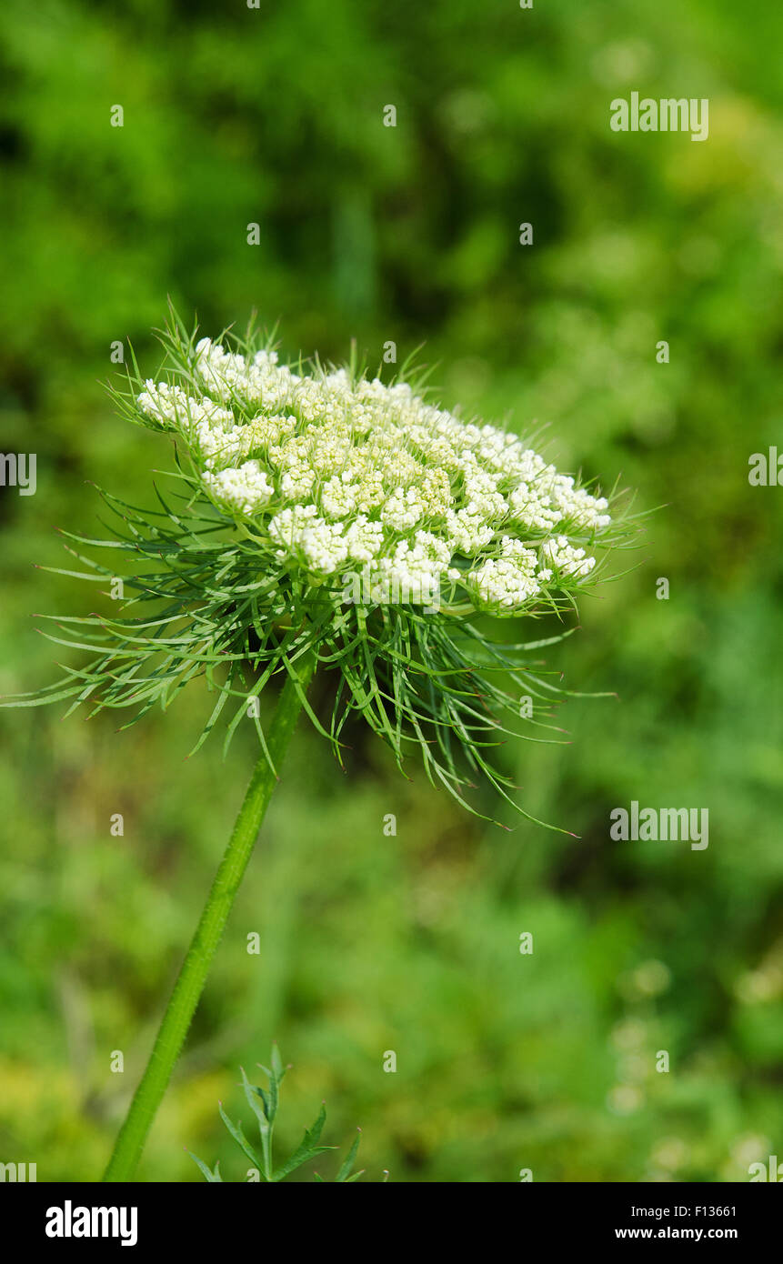 F13661 hi-res stock photography and images - Alamy