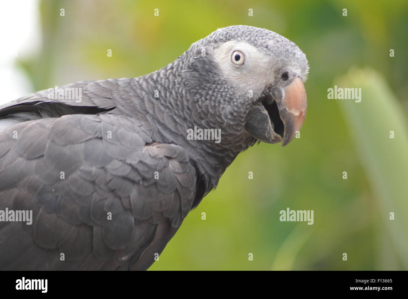 African grey parrot wild hi-res stock photography and images - Alamy