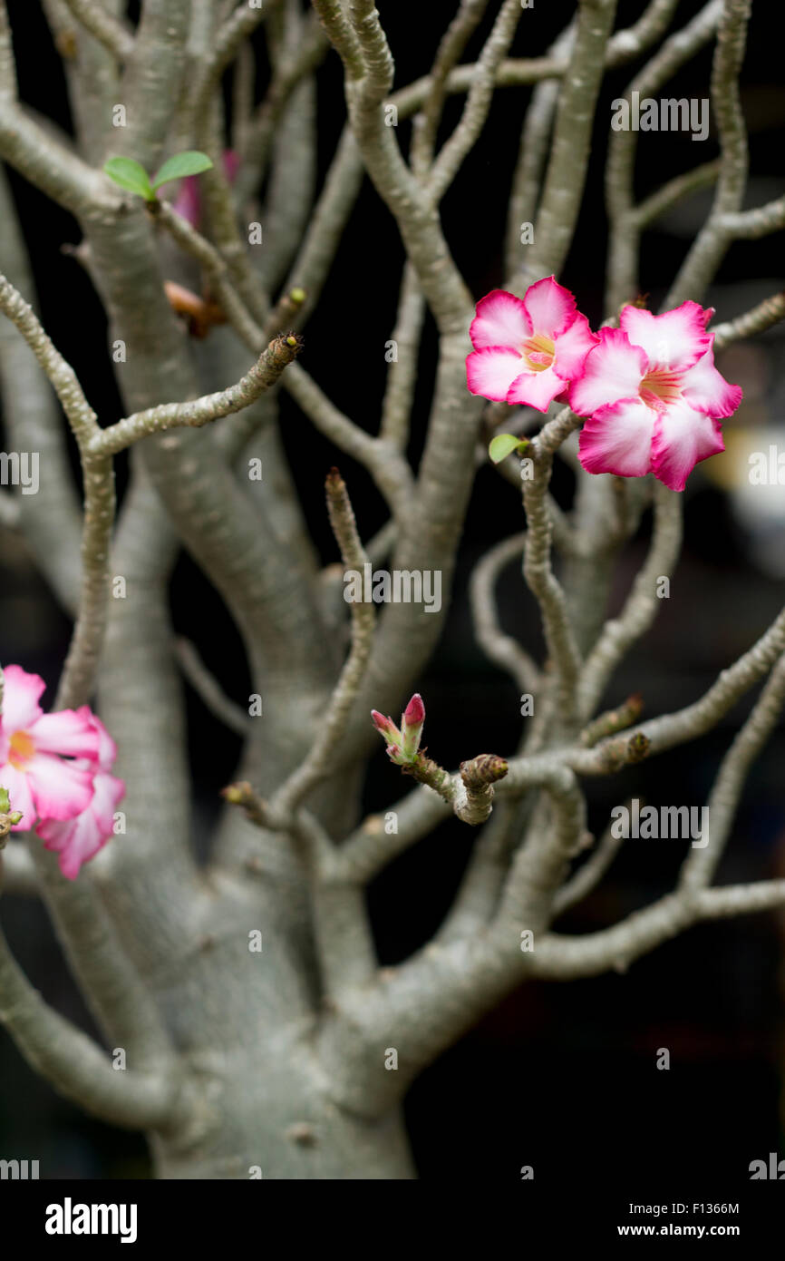 Impala lily beautiful red hi-res stock photography and images - Alamy