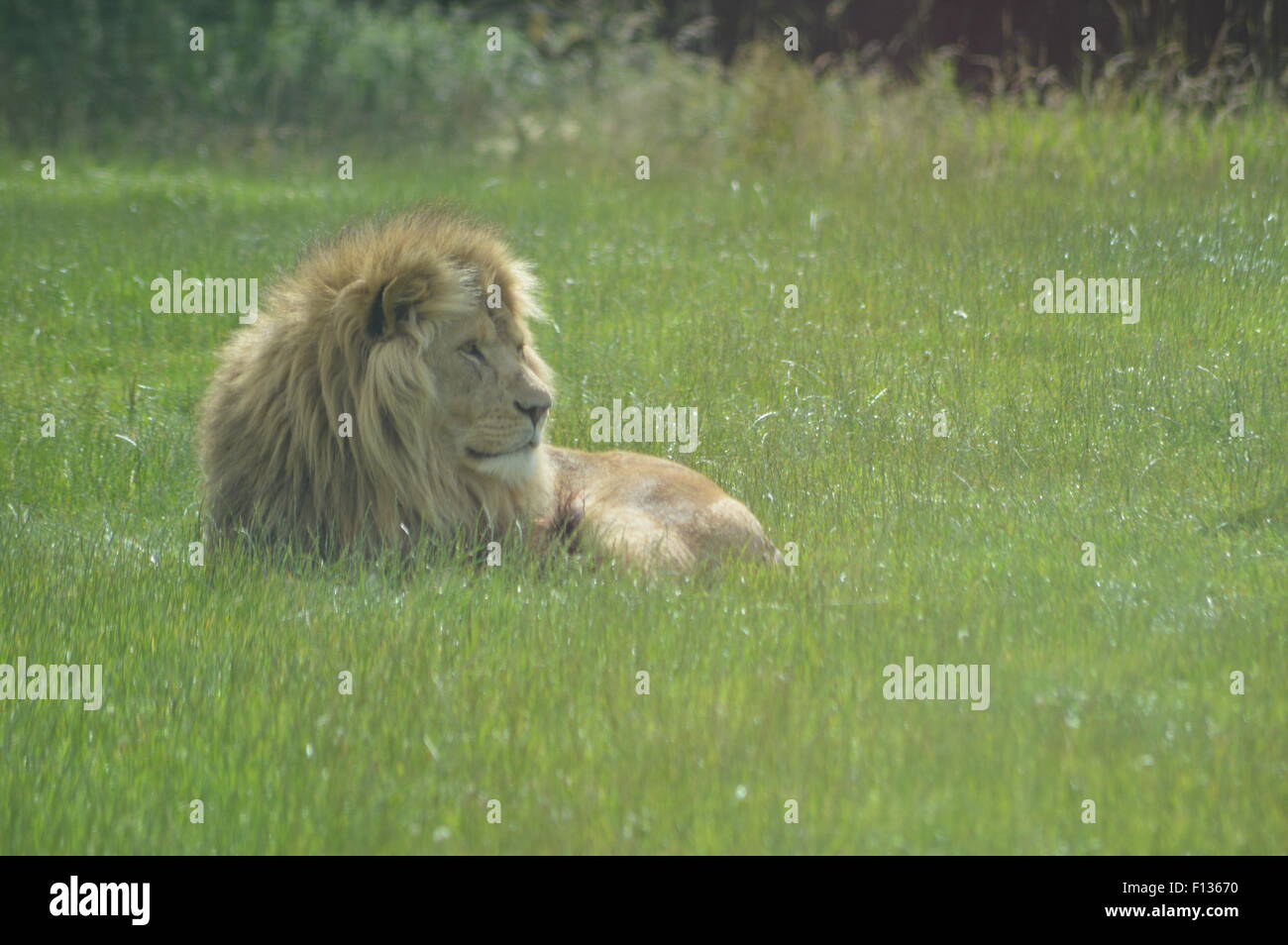 Lion relaxing on grass Stock Photo - Alamy